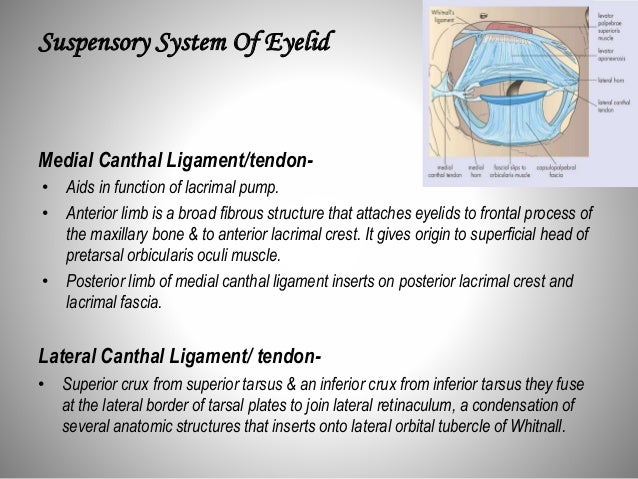 Upper Lid Anatomy