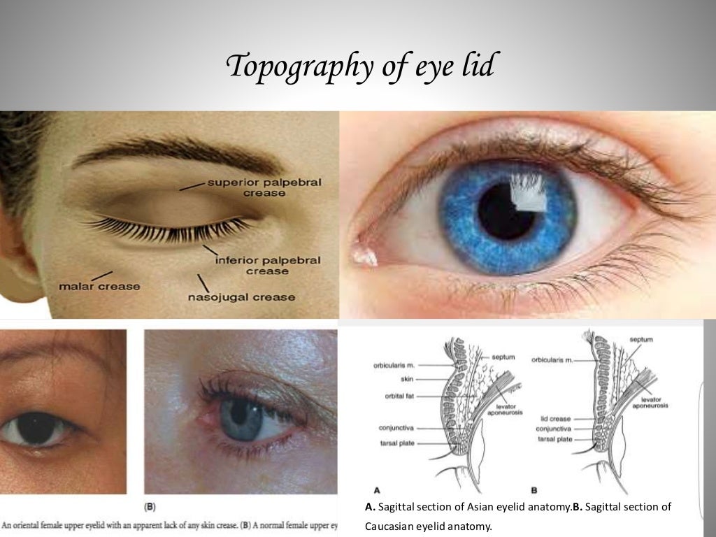 Eye lid anatomy