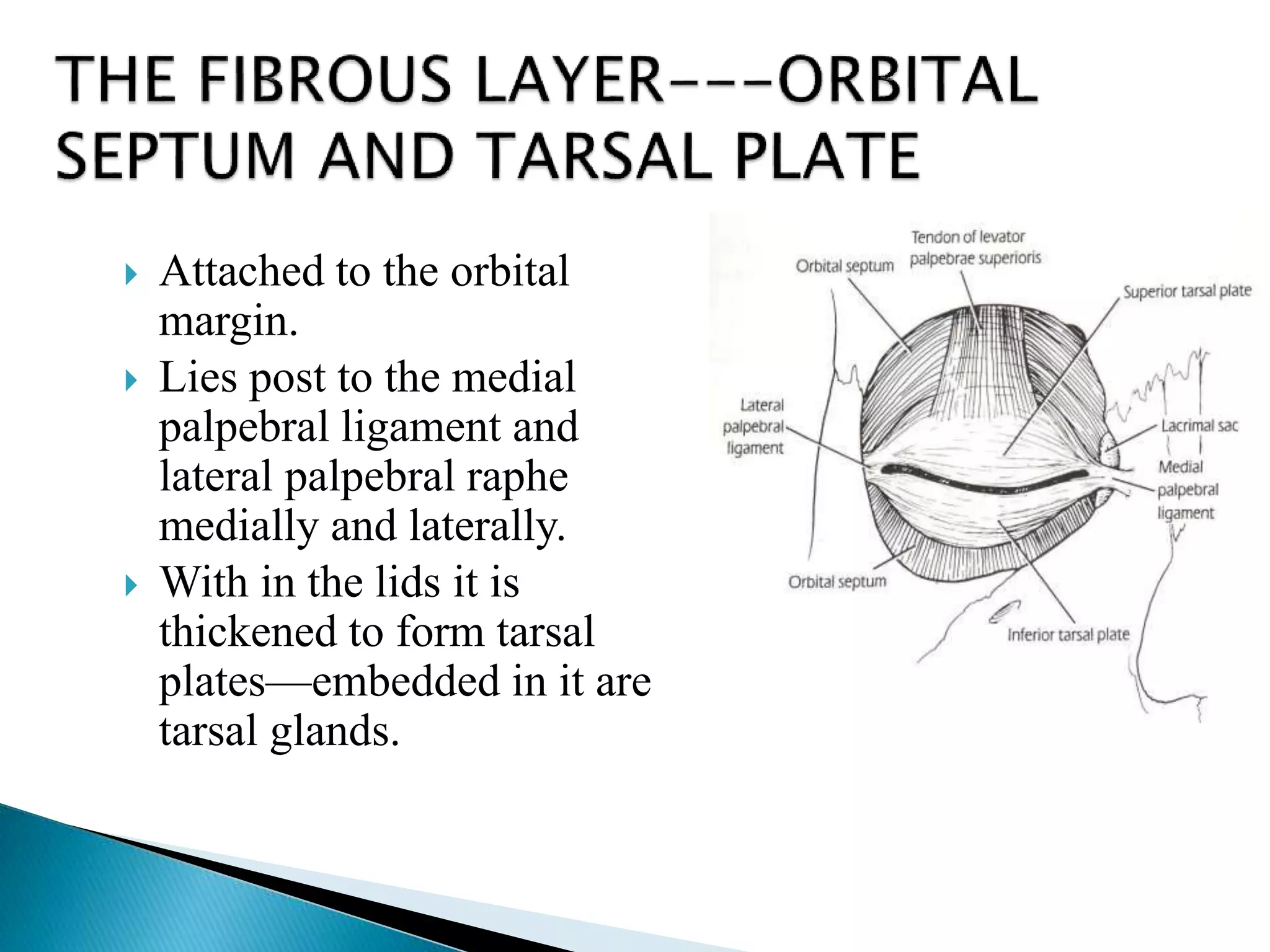 eyelid anatomy slideshare | PPTX