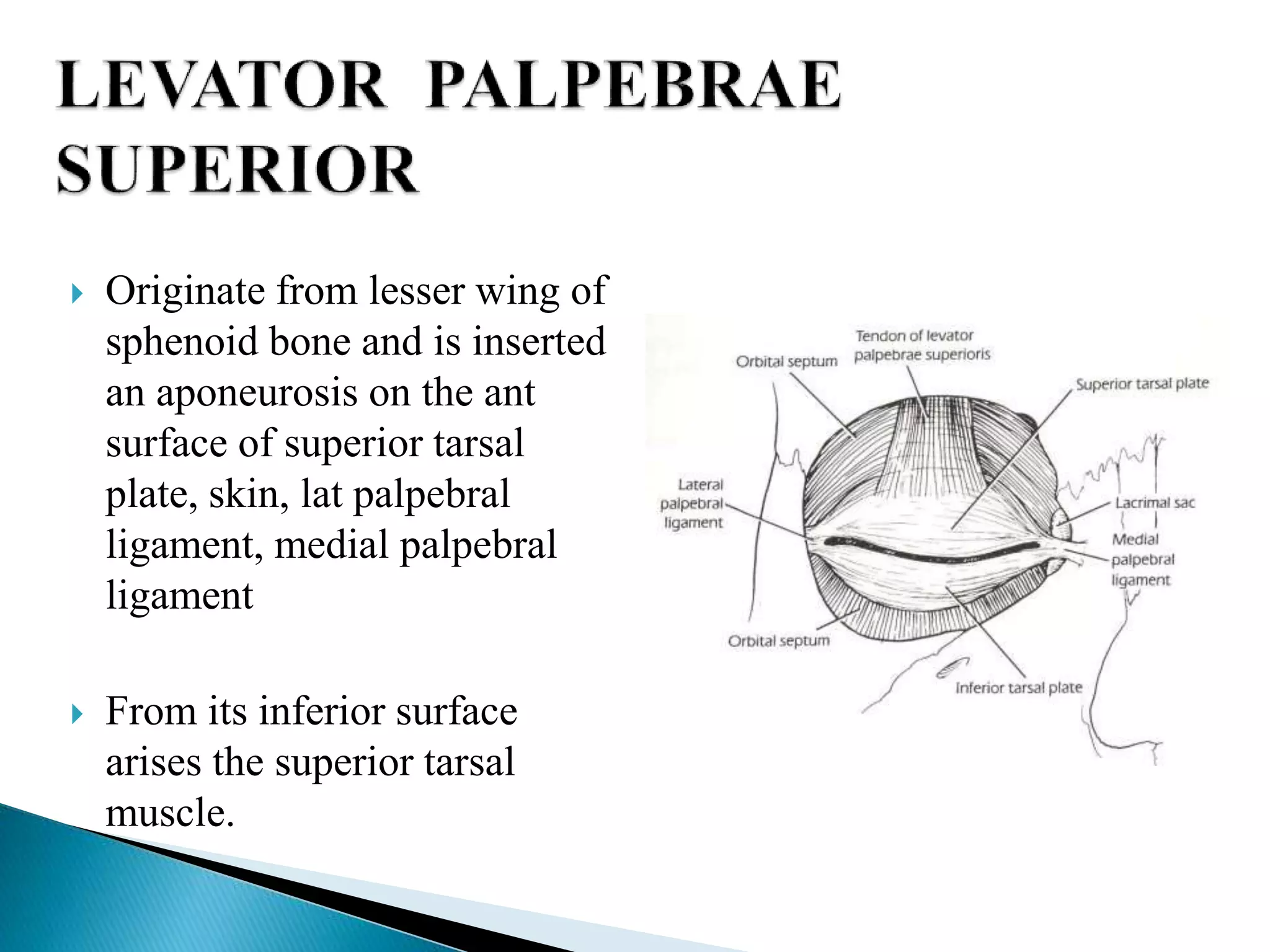 eyelid anatomy slideshare | PPTX