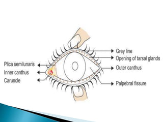 eyelid anatomy slideshare | PPTX