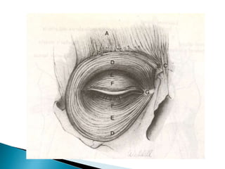eyelid anatomy slideshare | PPTX