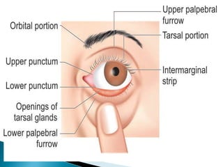 Eyelid Anatomy Ppt