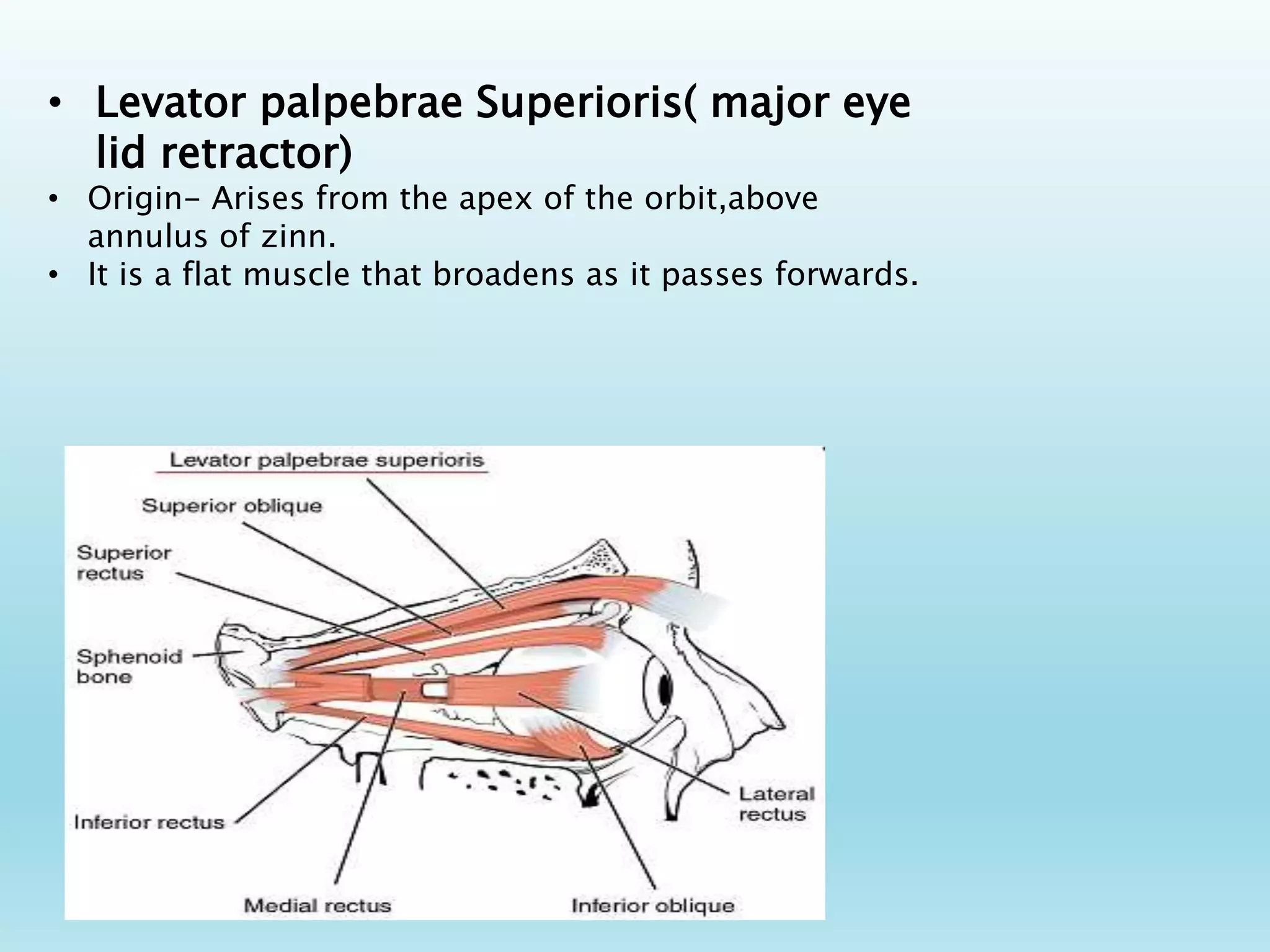 Eyelid Anatomy-2.pptx