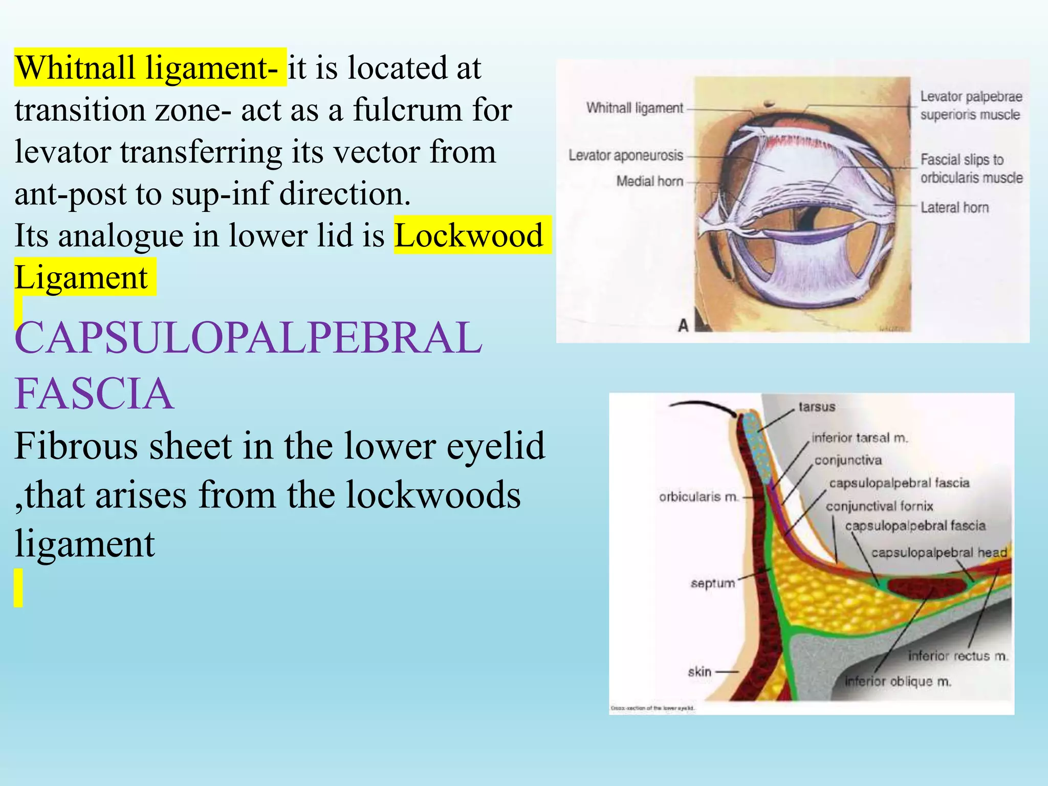 Eyelid Anatomy-2.pptx