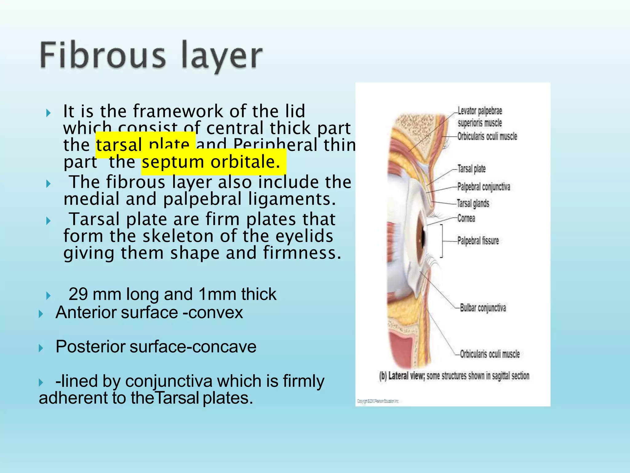 Eyelid Anatomy-2.pptx