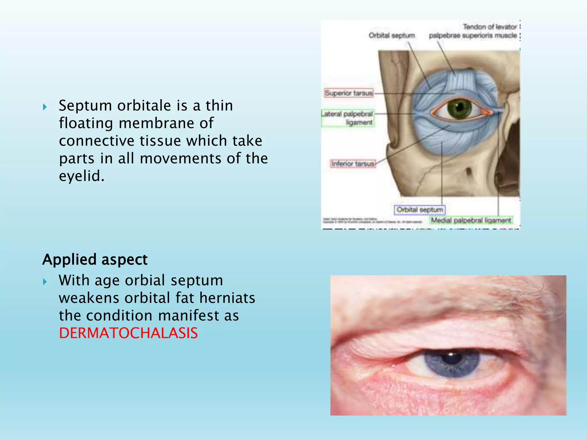 Eyelid Anatomy-2.pptx