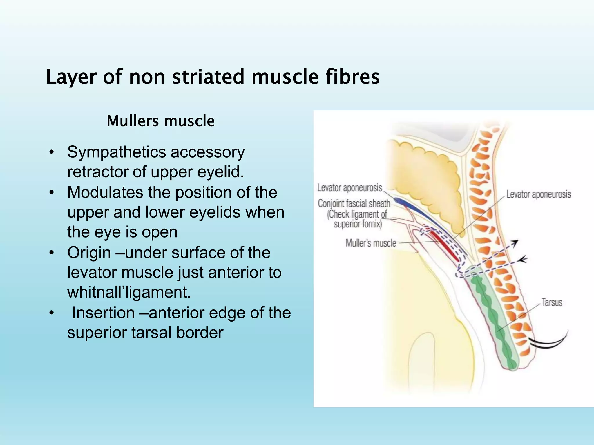 Eyelid Anatomy-2.pptx