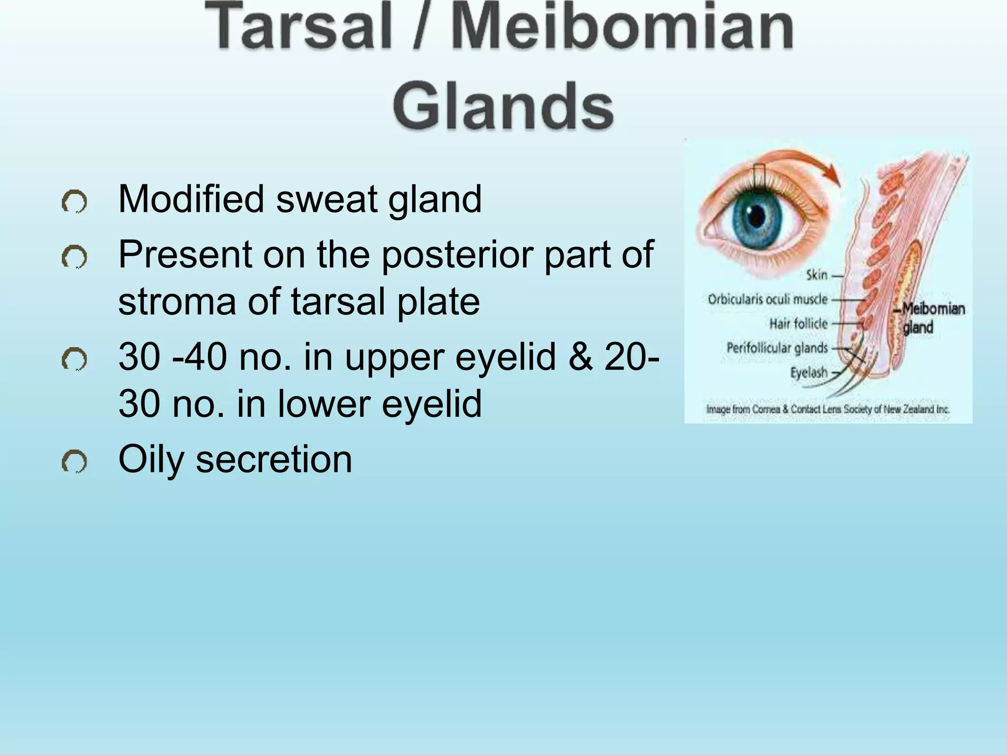 Eyelid Anatomy-2.pptx