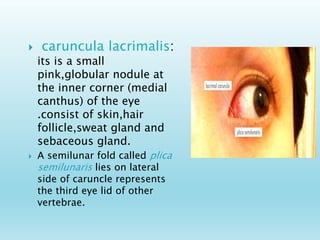 Eyelid Anatomy-2.pptx