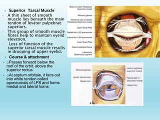 Eyelid Anatomy-2.pptx