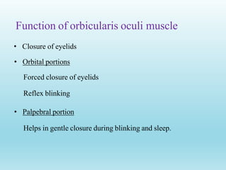 Eyelid Anatomy-2.pptx