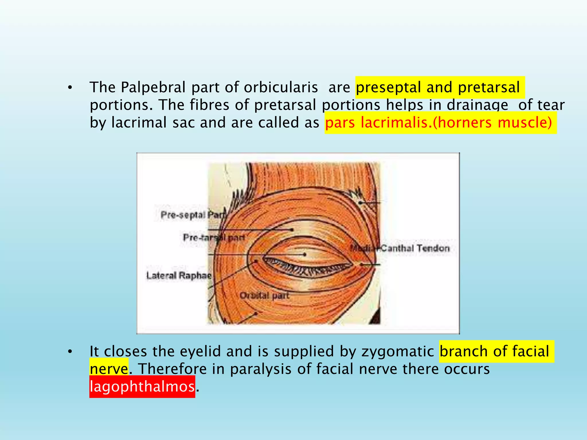 Eyelid Anatomy.pptx