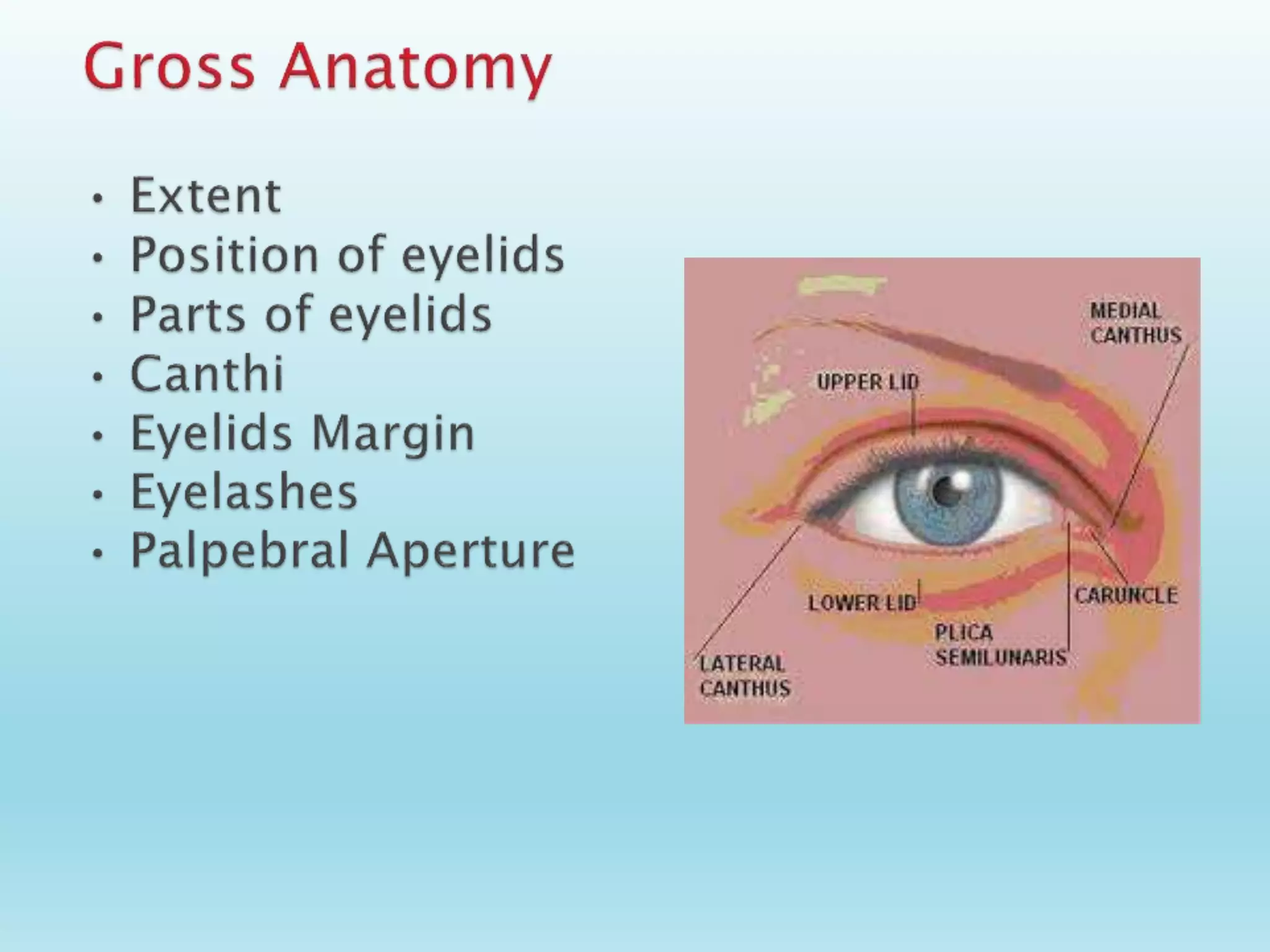 Eyelid Anatomy.pptx