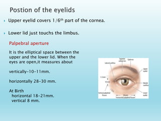 Eyelid Anatomy.pptx