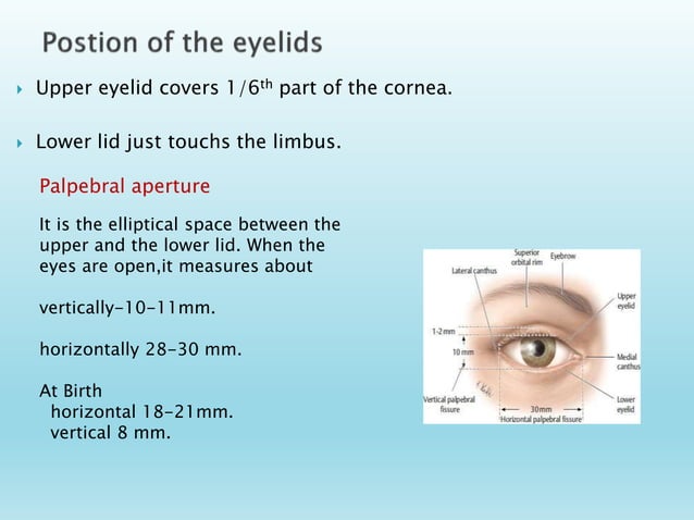 Eyelid Anatomy.pptx