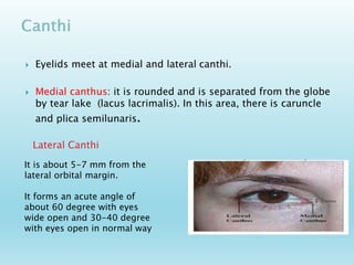 Eyelid Anatomy.pptx