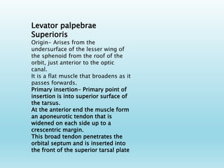Eyelid Anatomy.pptx