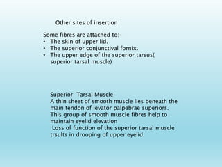 Eyelid Anatomy.pptx