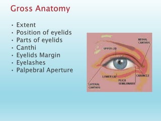 Eyelid Anatomy.pptx