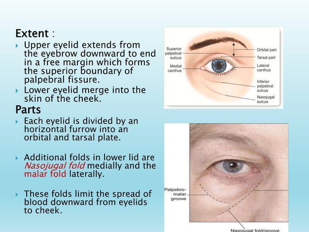 Eyelid Anatomy.pptx