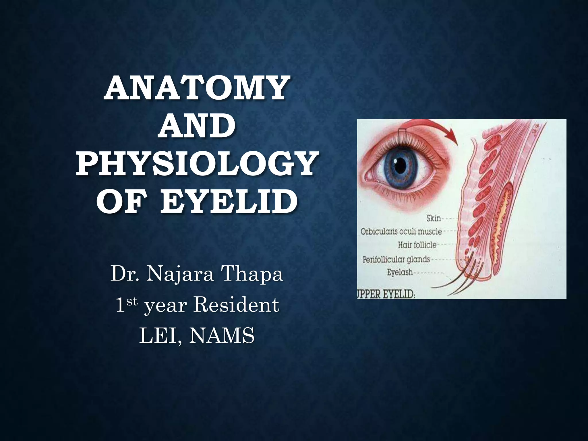Eyelid anatomy and physiology | PPTX