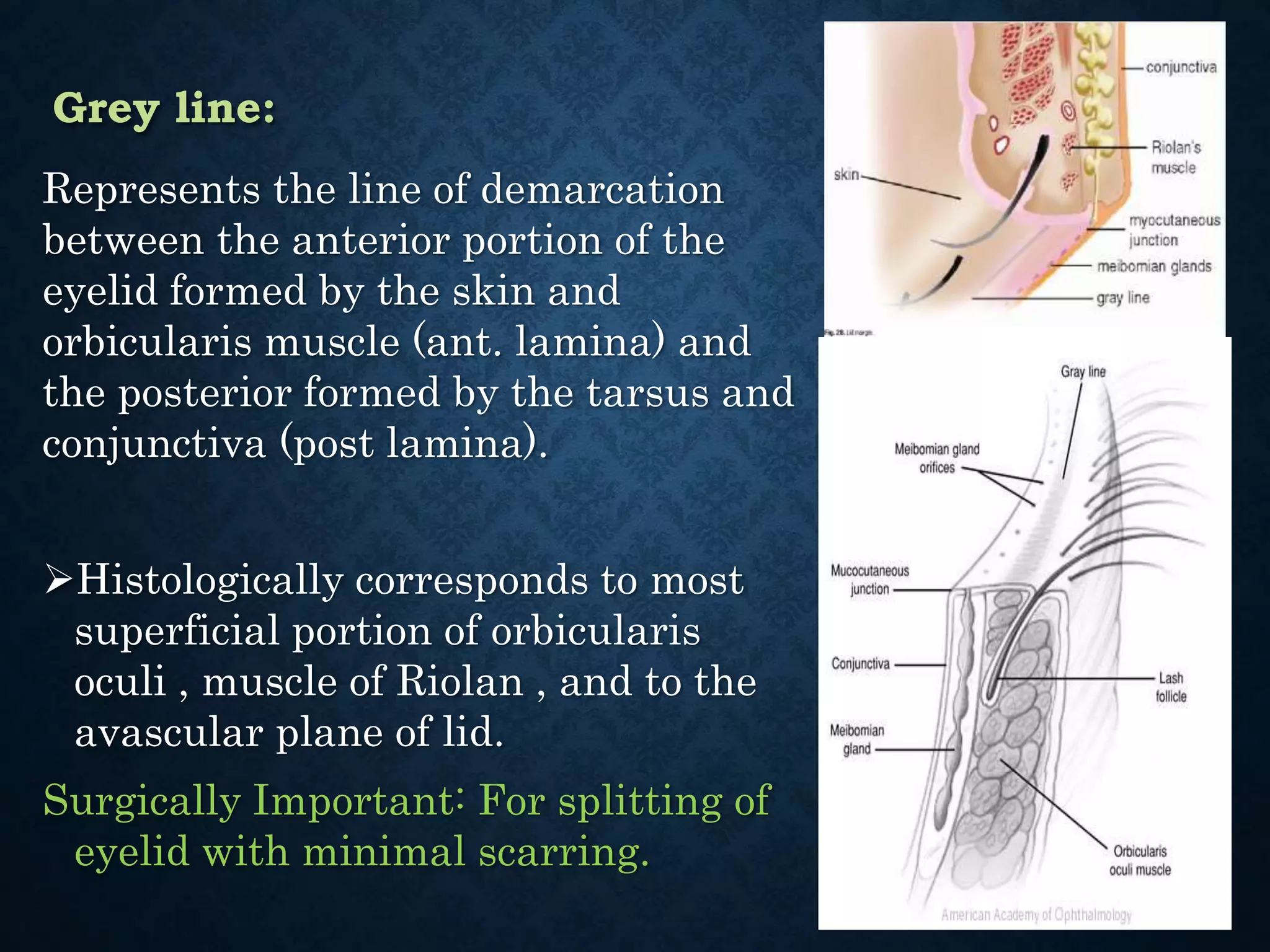 Eyelid anatomy and physiology | PPTX