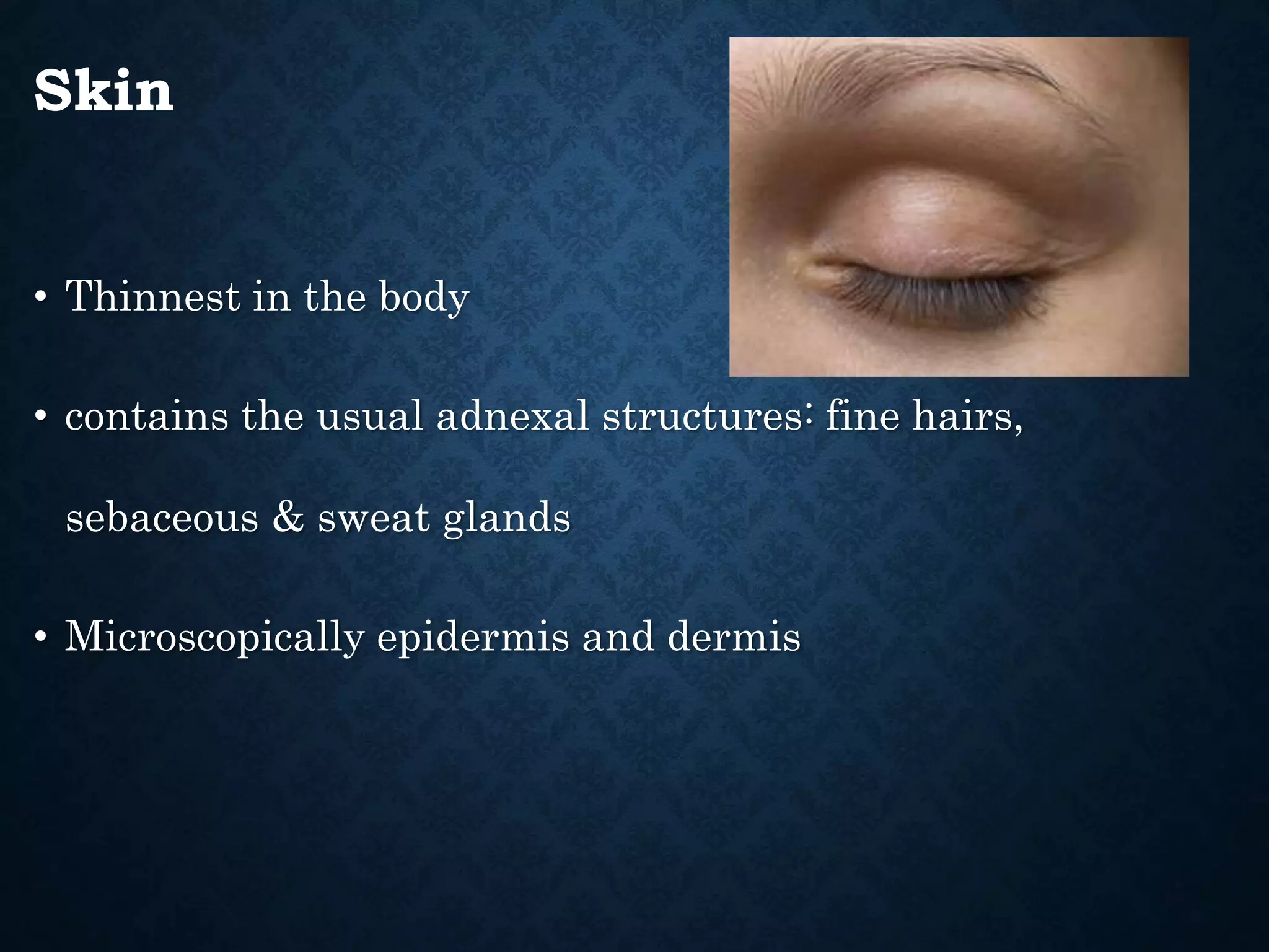Eyelid anatomy and physiology | PPTX