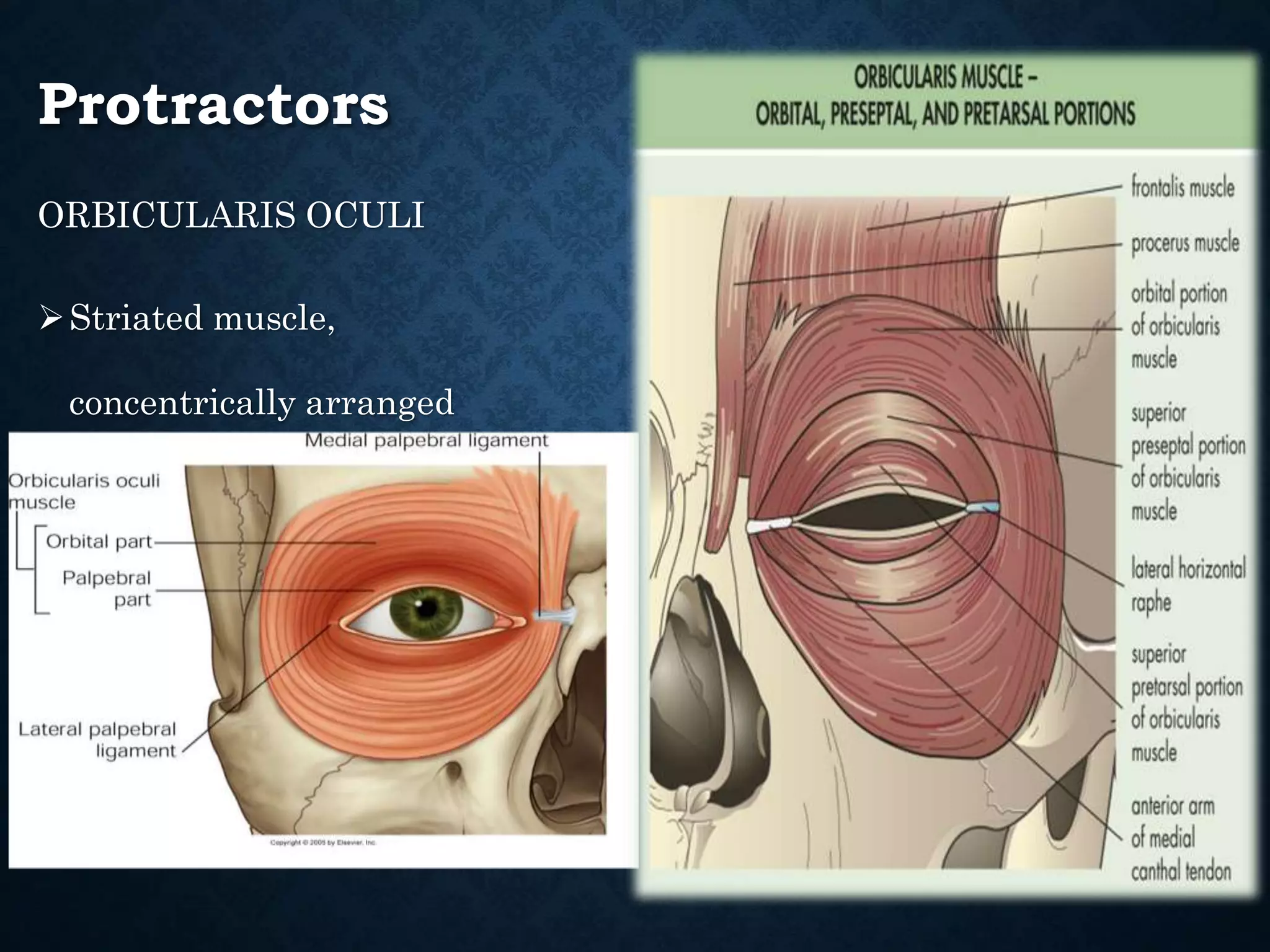Eyelid anatomy and physiology | PPTX