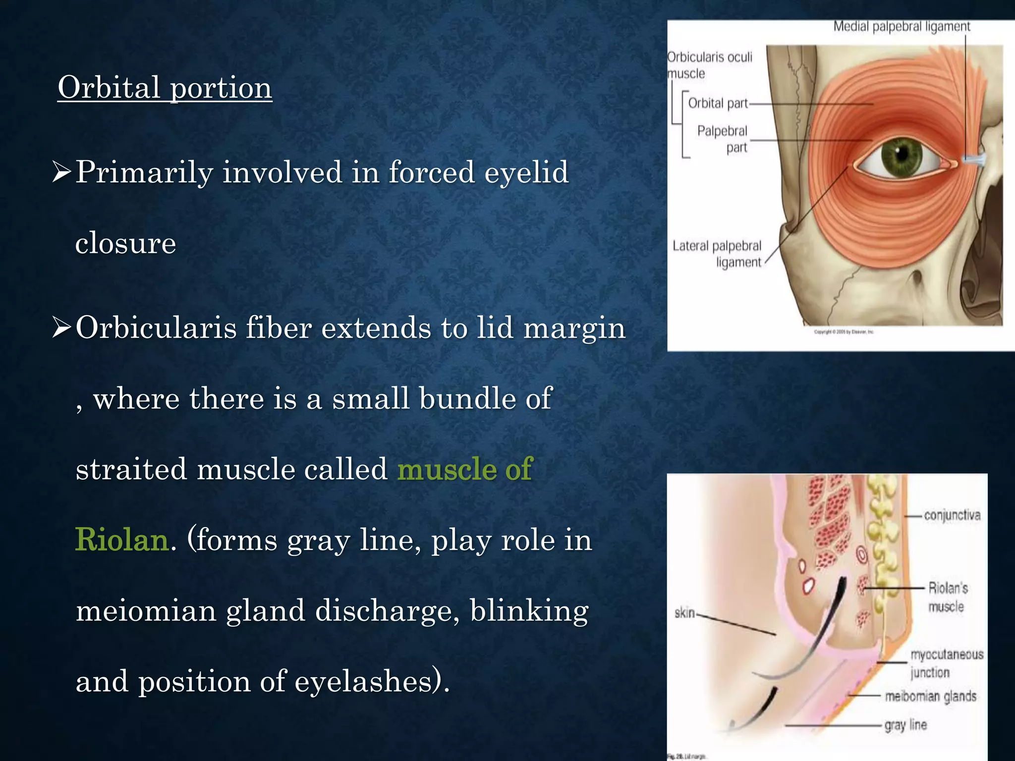 Eyelid anatomy and physiology | PPTX