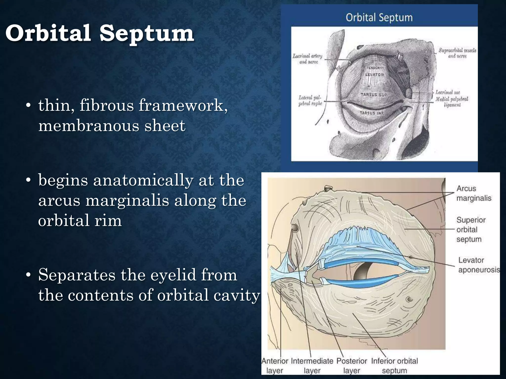 Eyelid anatomy and physiology | PPTX