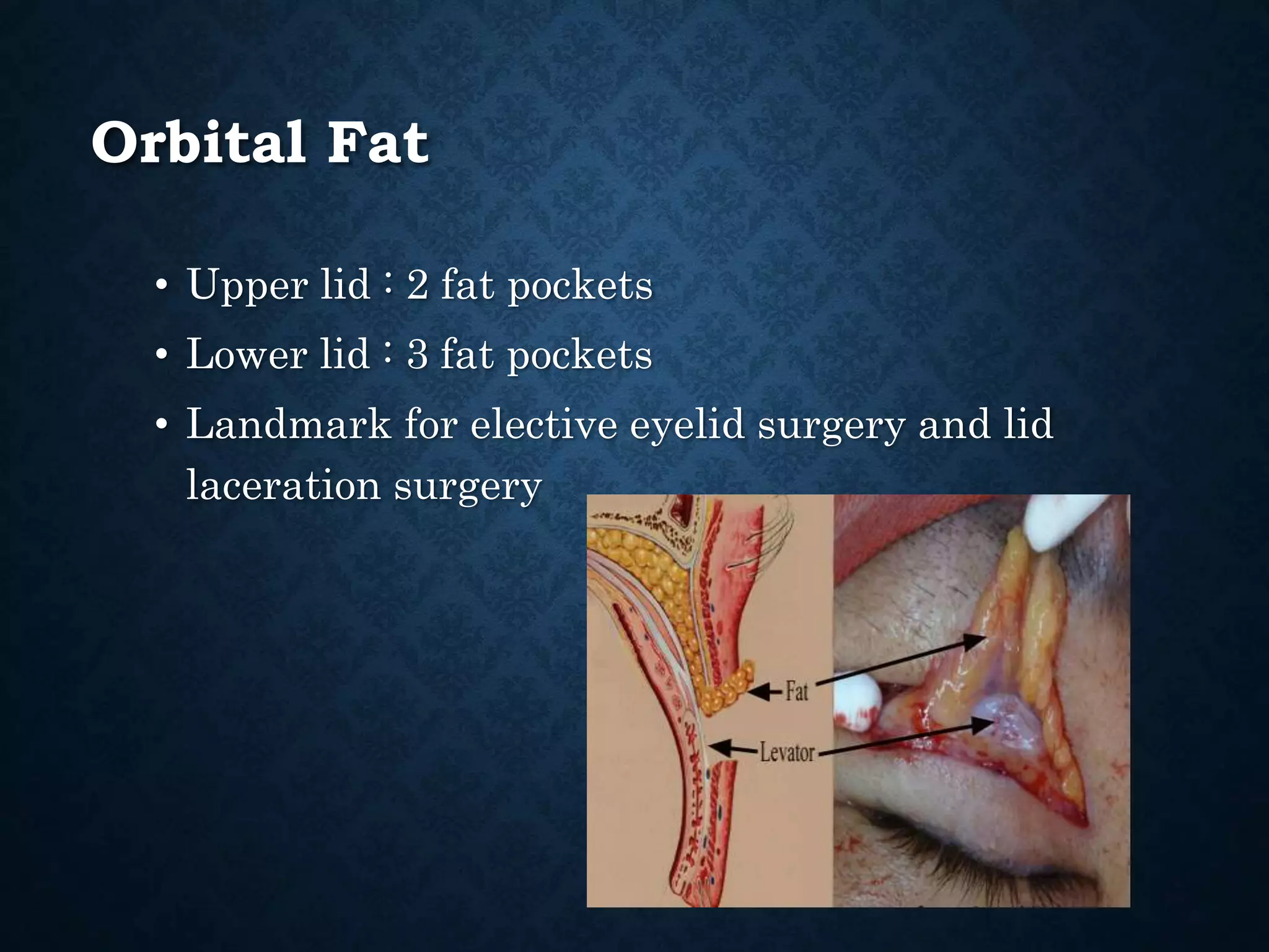 Eyelid anatomy and physiology | PPTX