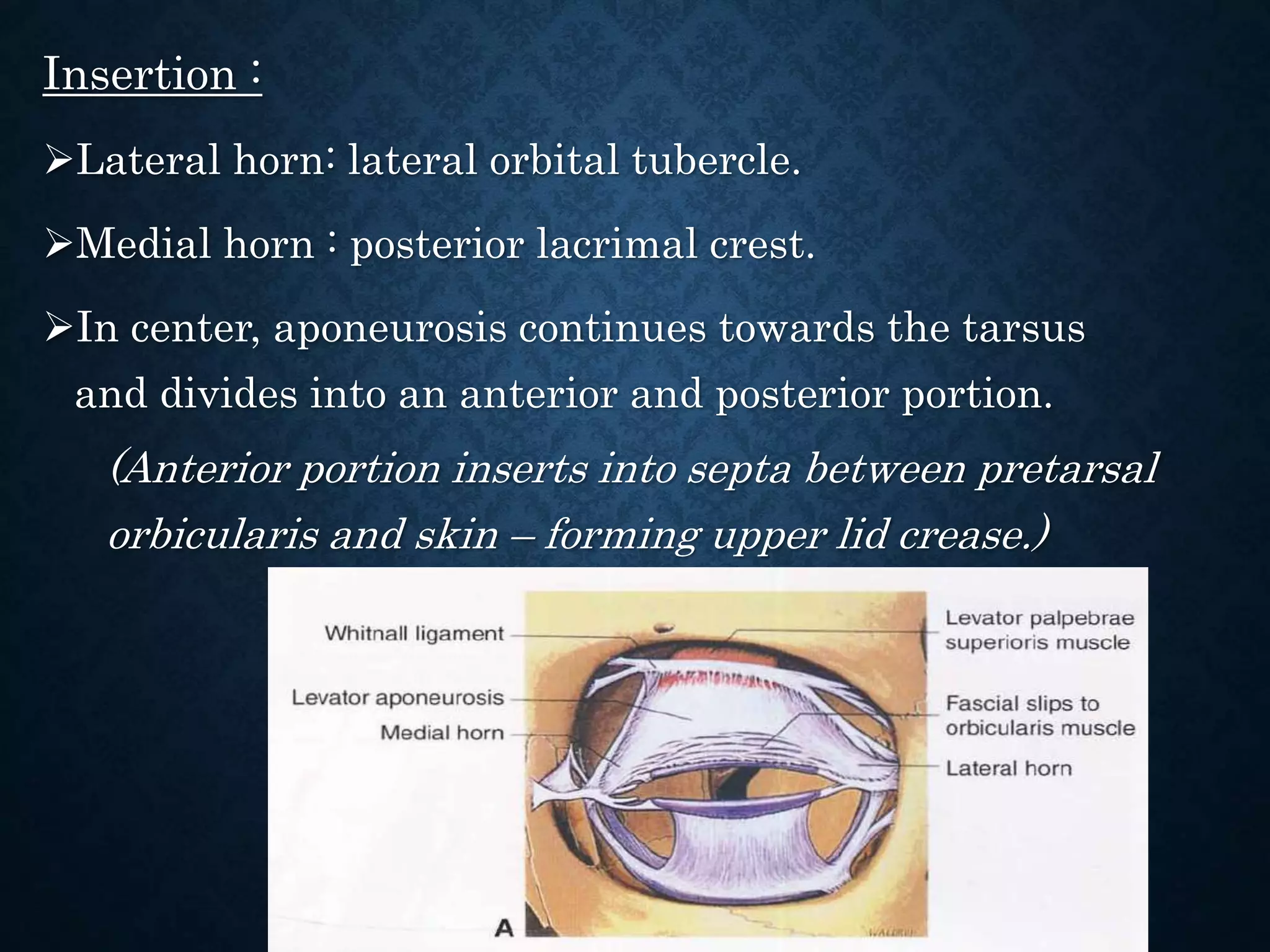 Eyelid anatomy and physiology | PPTX