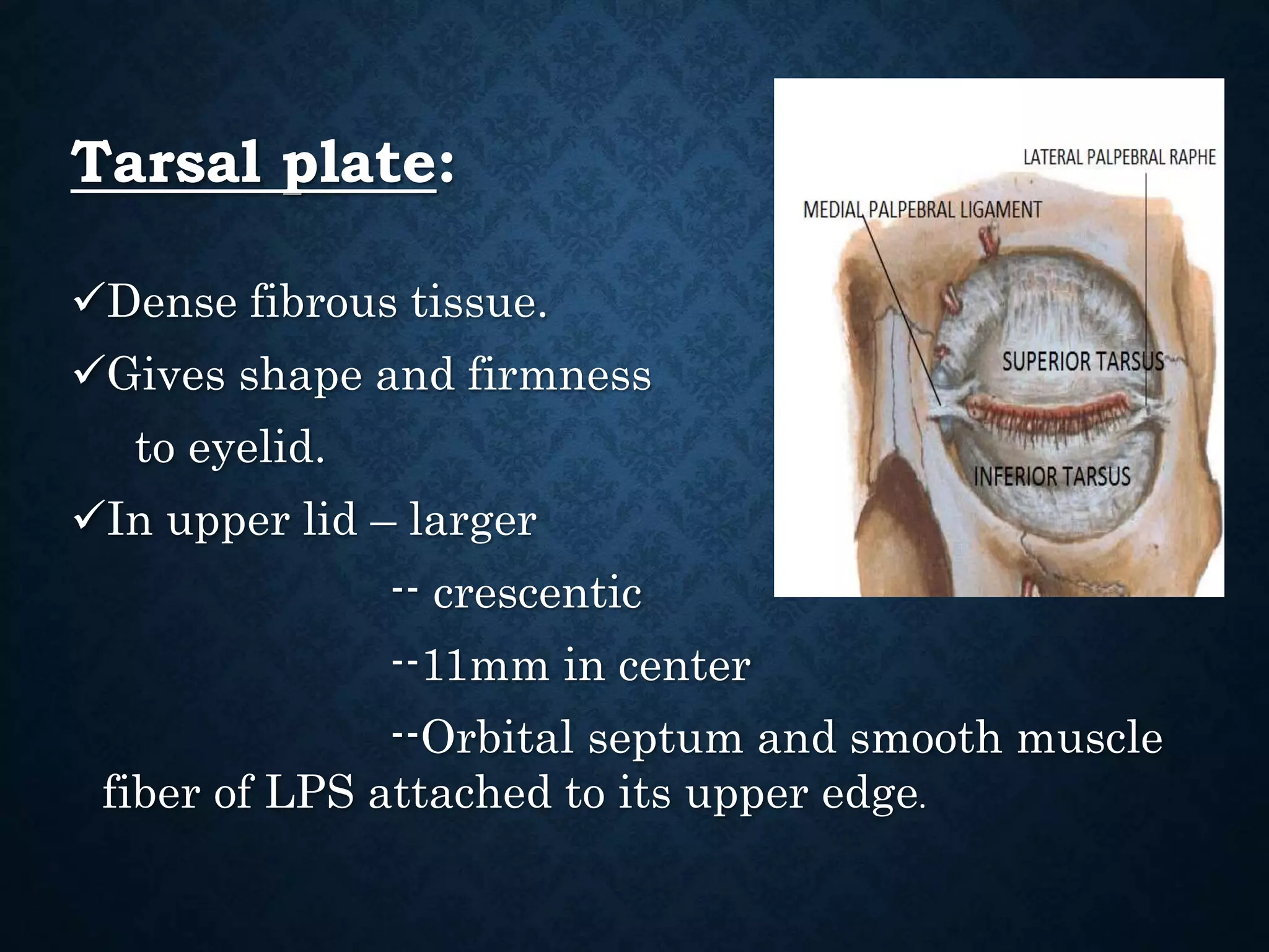Eyelid anatomy and physiology | PPTX