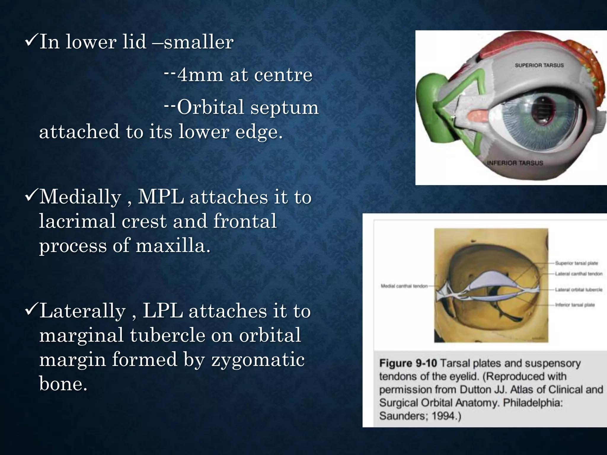 Eyelid anatomy and physiology | PPTX