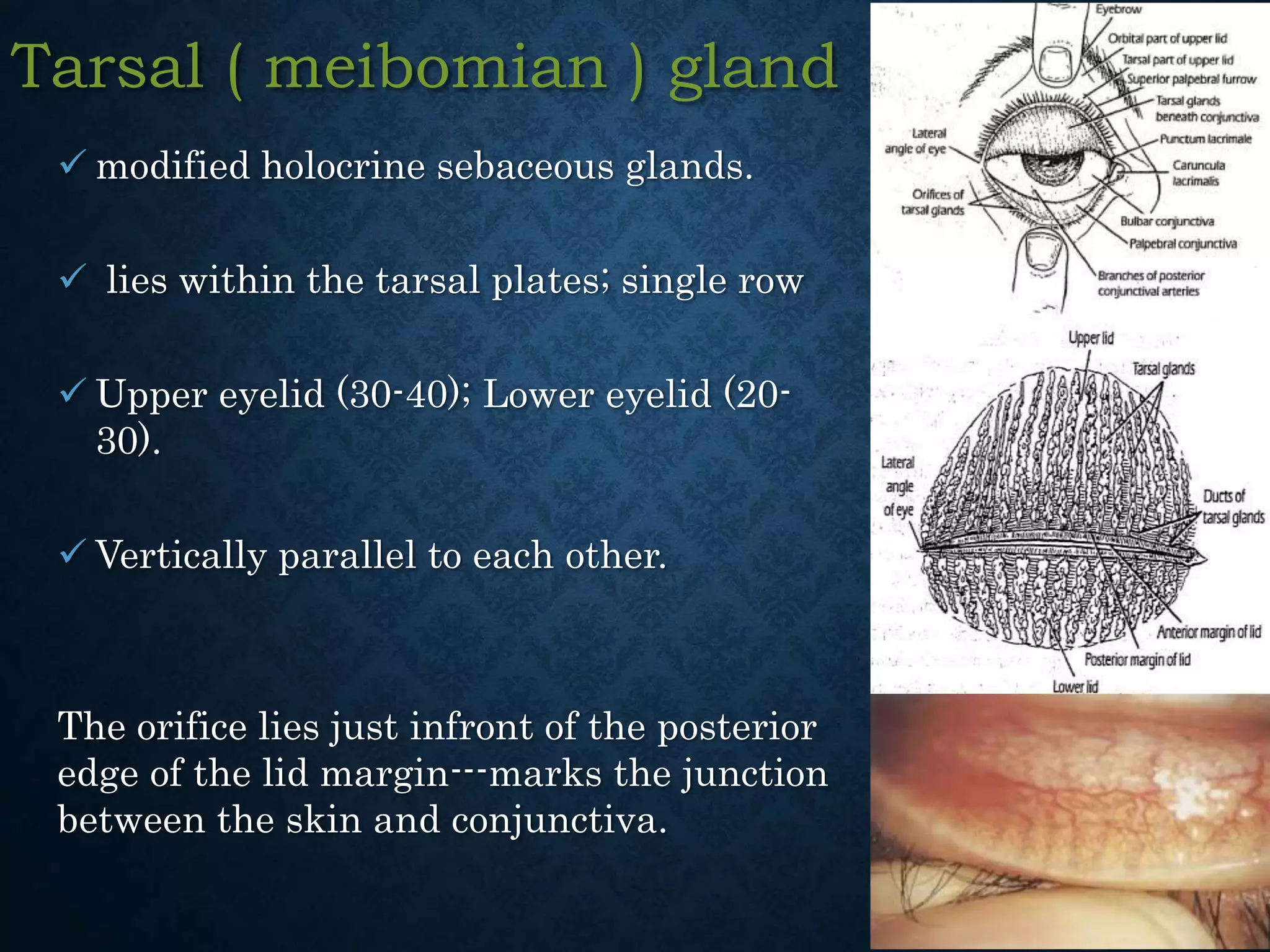 Eyelid anatomy and physiology | PPTX