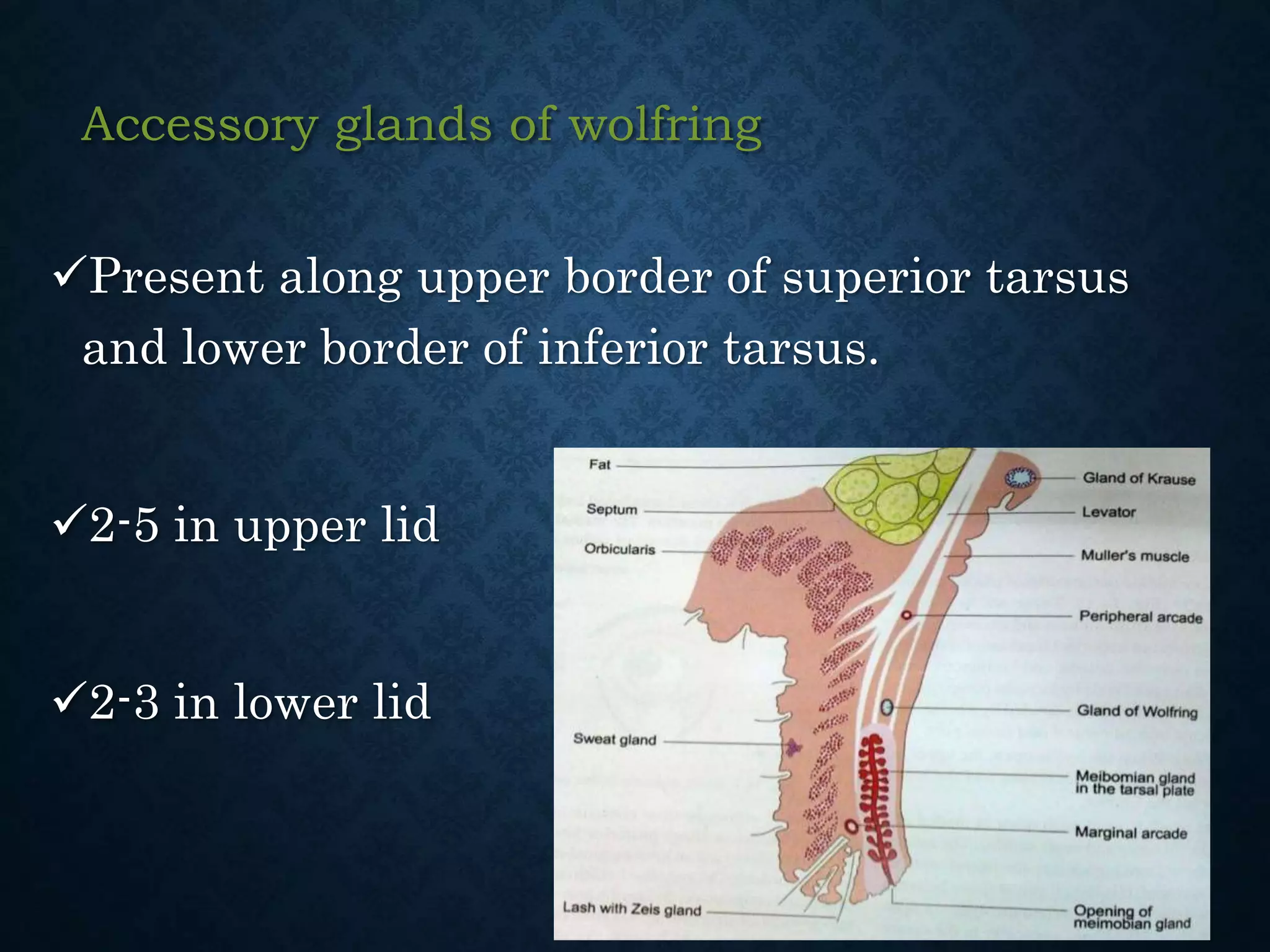 Eyelid anatomy and physiology | PPTX