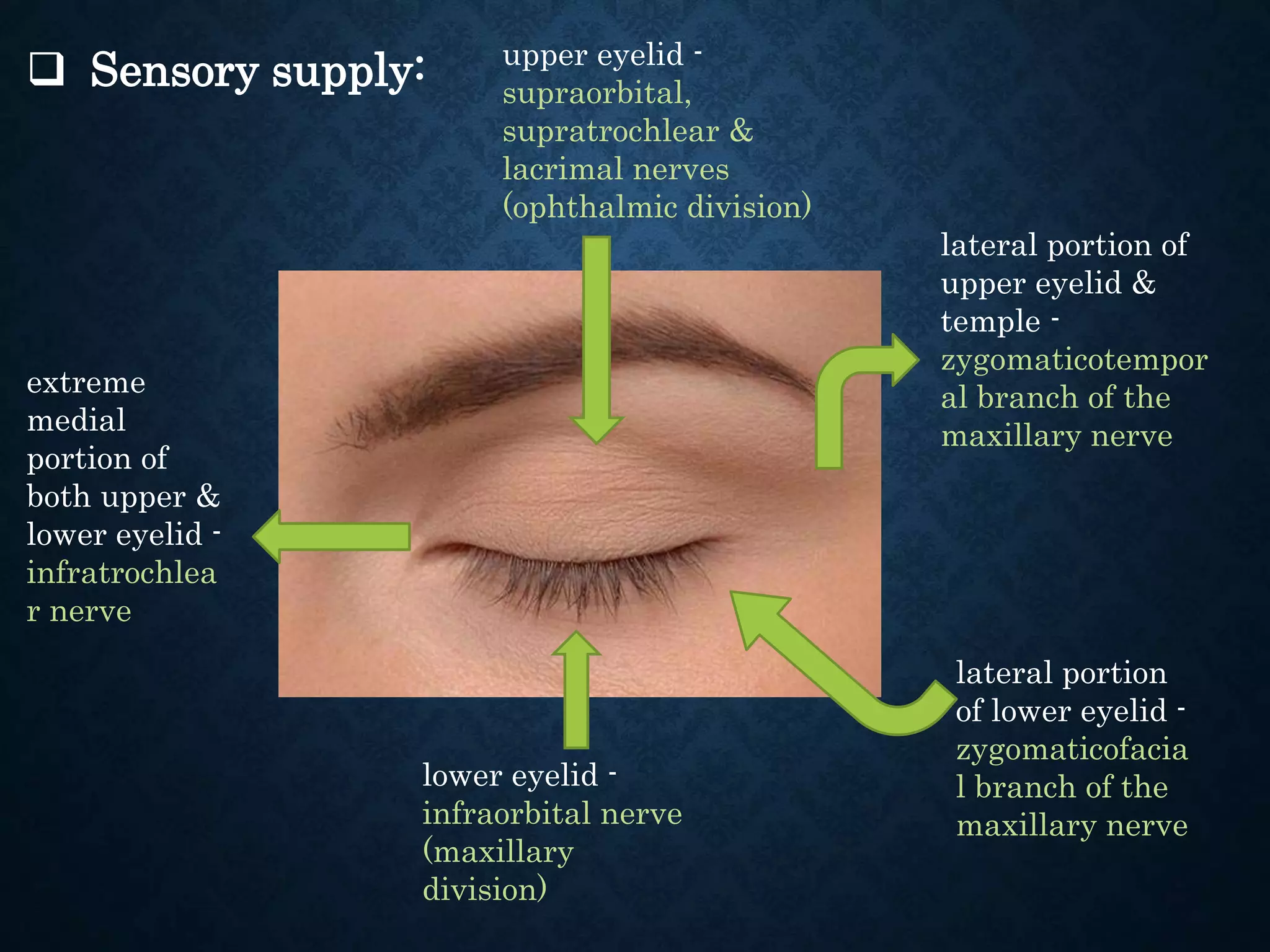 Eyelid anatomy and physiology | PPTX