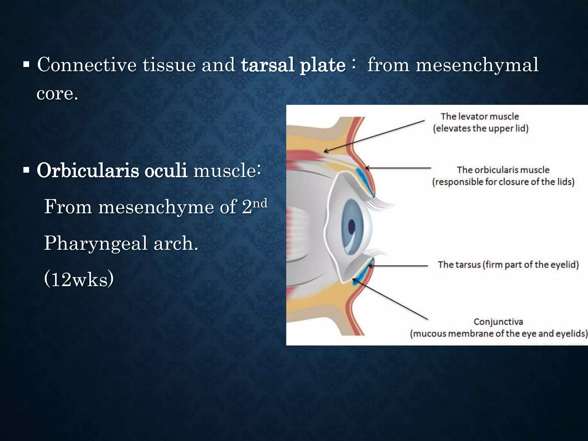 Eyelid anatomy and physiology | PPTX