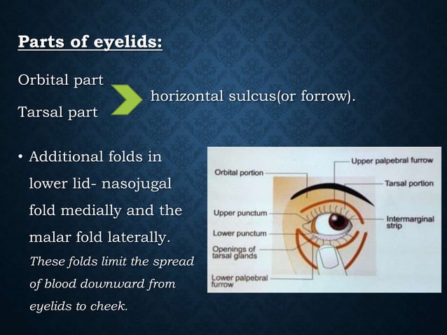 Eyelid anatomy and physiology | PPTX