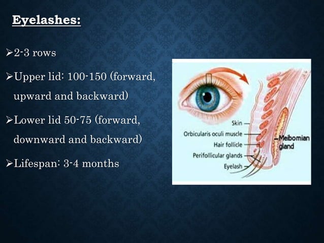 Eyelid anatomy and physiology | PPTX