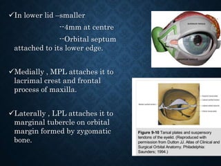 Eyelid anatomy and physiology | PPTX