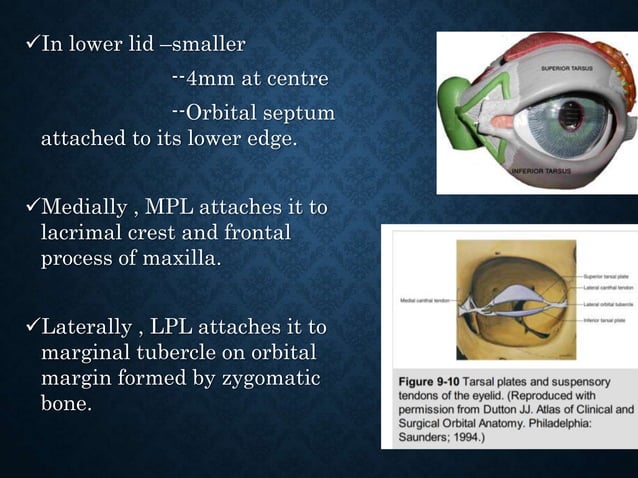 Eyelid anatomy and physiology | PPTX