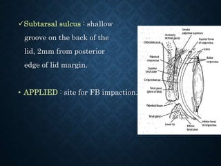Eyelid anatomy and physiology | PPTX