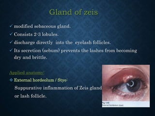 Eyelid anatomy and physiology | PPTX