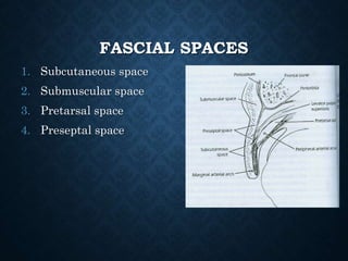 Eyelid anatomy and physiology | PPTX