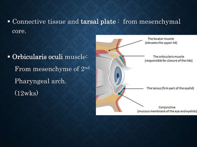 Eyelid anatomy and physiology | PPTX
