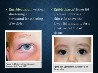 Eyelid anatomy and physiology | PPT