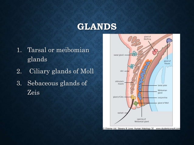 Eyelid anatomy and physiology | PPT