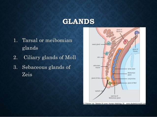 Eyelid anatomy and physiology
